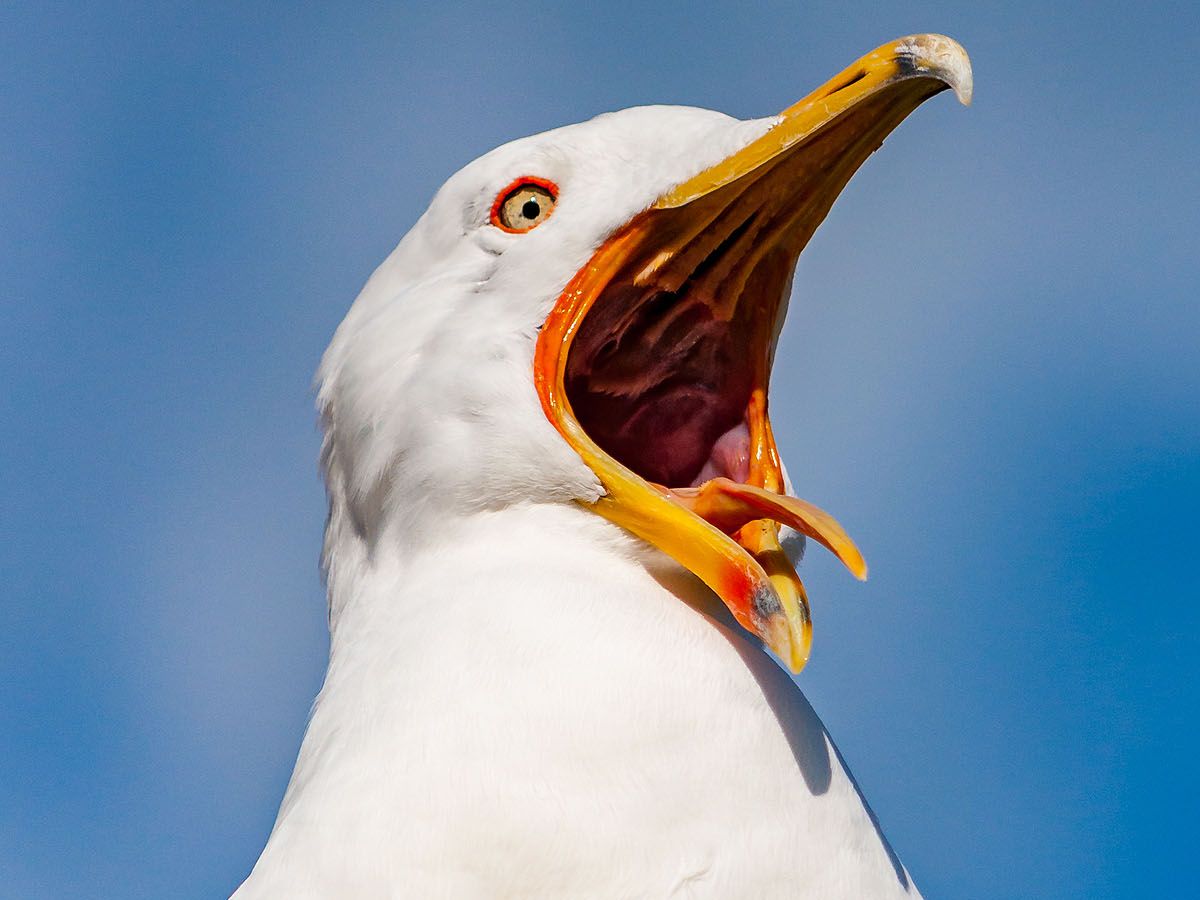 Aggressive Seagulls To Be Treated With Contraceptive Pill