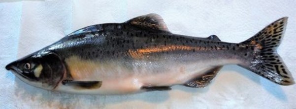 Inland Fisheries Ireland issues alert over Pacific pink salmon in Irish ...