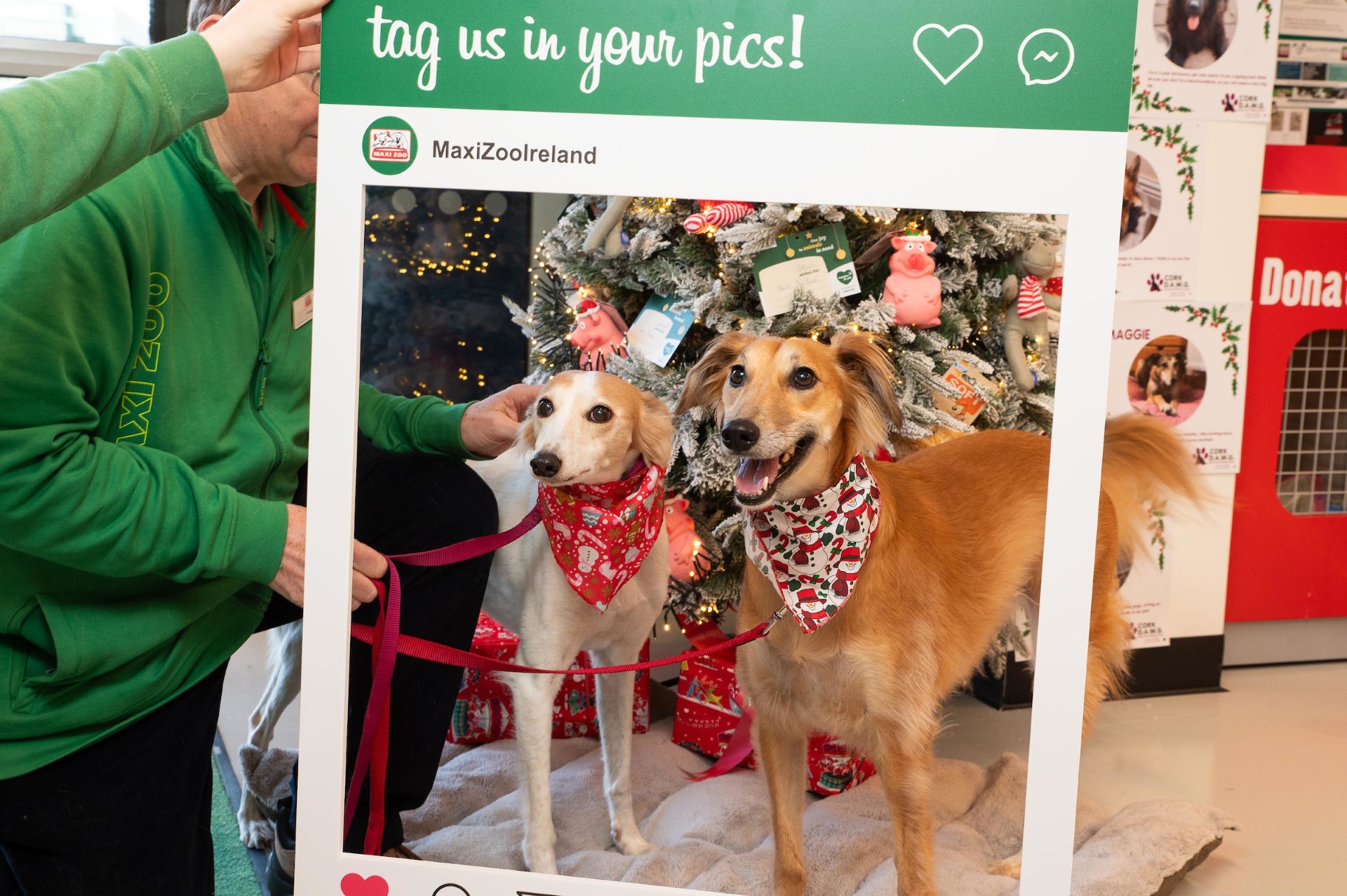 Gorey animal charity to benefit from Christmas campaign